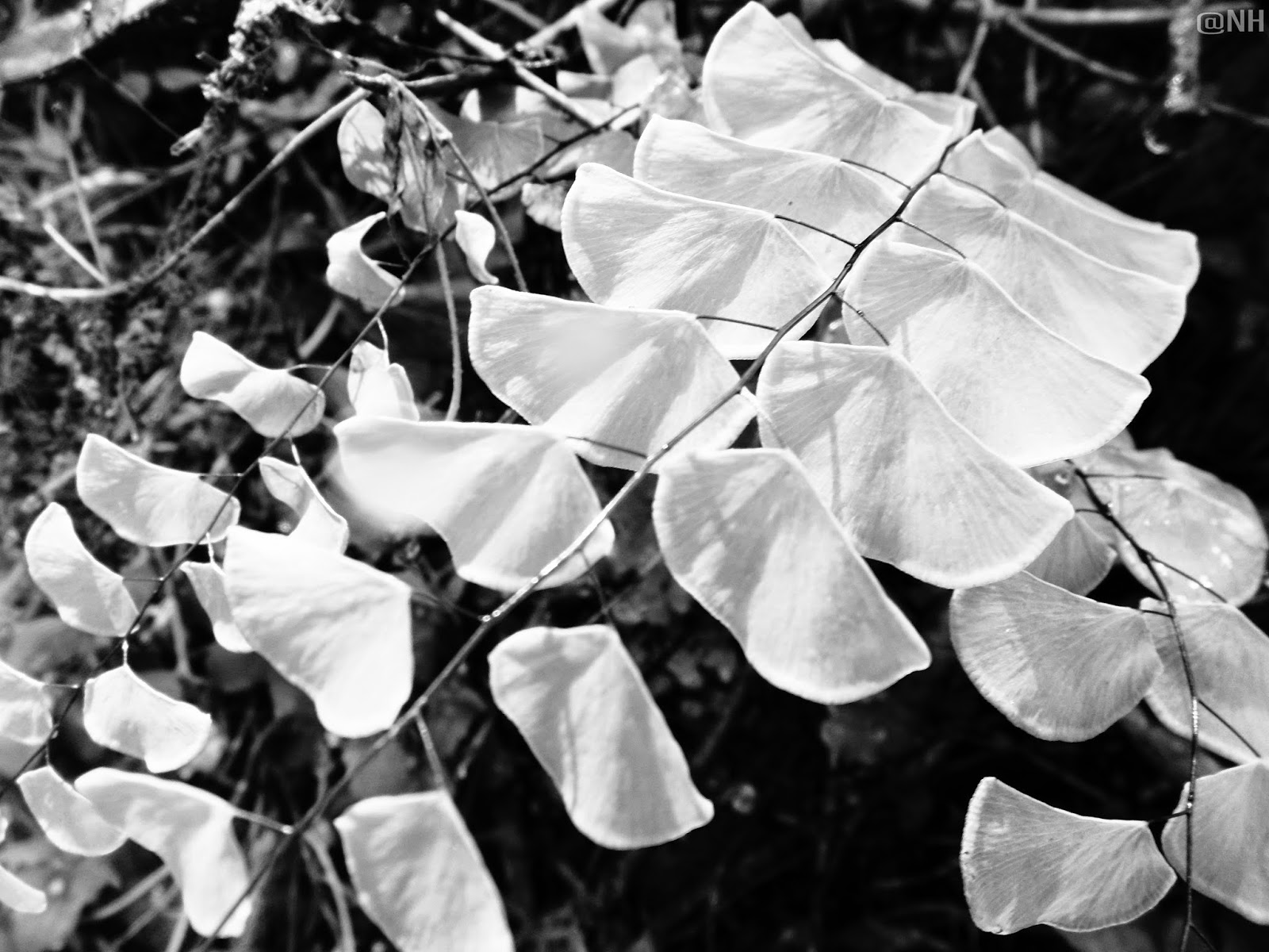 ViewFromAbove: Trip to Myanmar ----- Yangon, Kalaymyo & Chin State ...