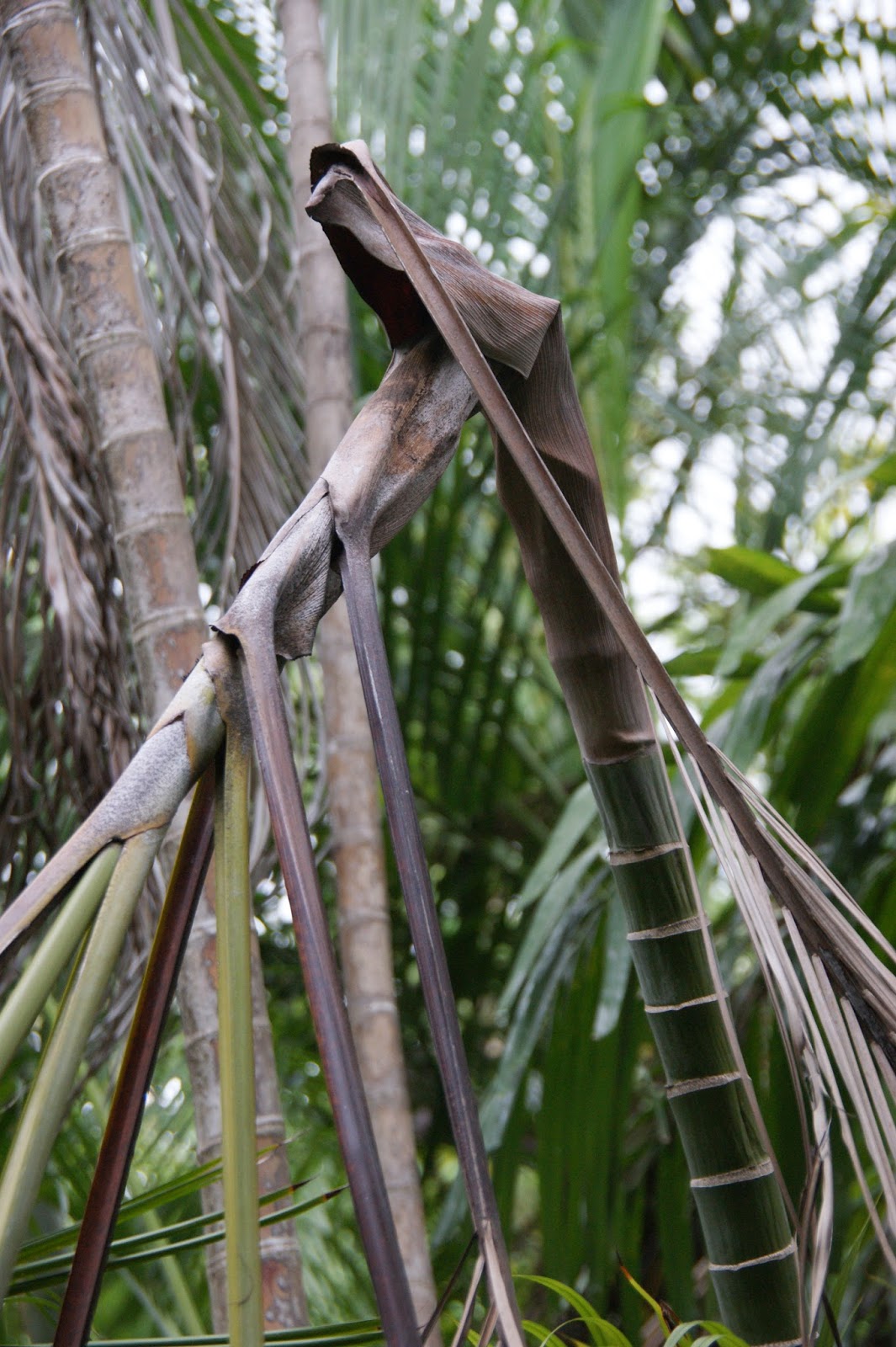 AboveCapricorn: Thielaviopsis Trunk Rot in Palms – More Common in 2015