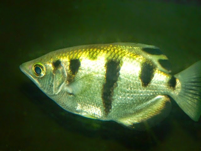 ARCHER FISH photos - wallpapers | the fun bank