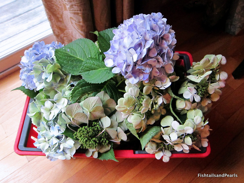 Fishtails and Pearls: Drying Hydrangea
