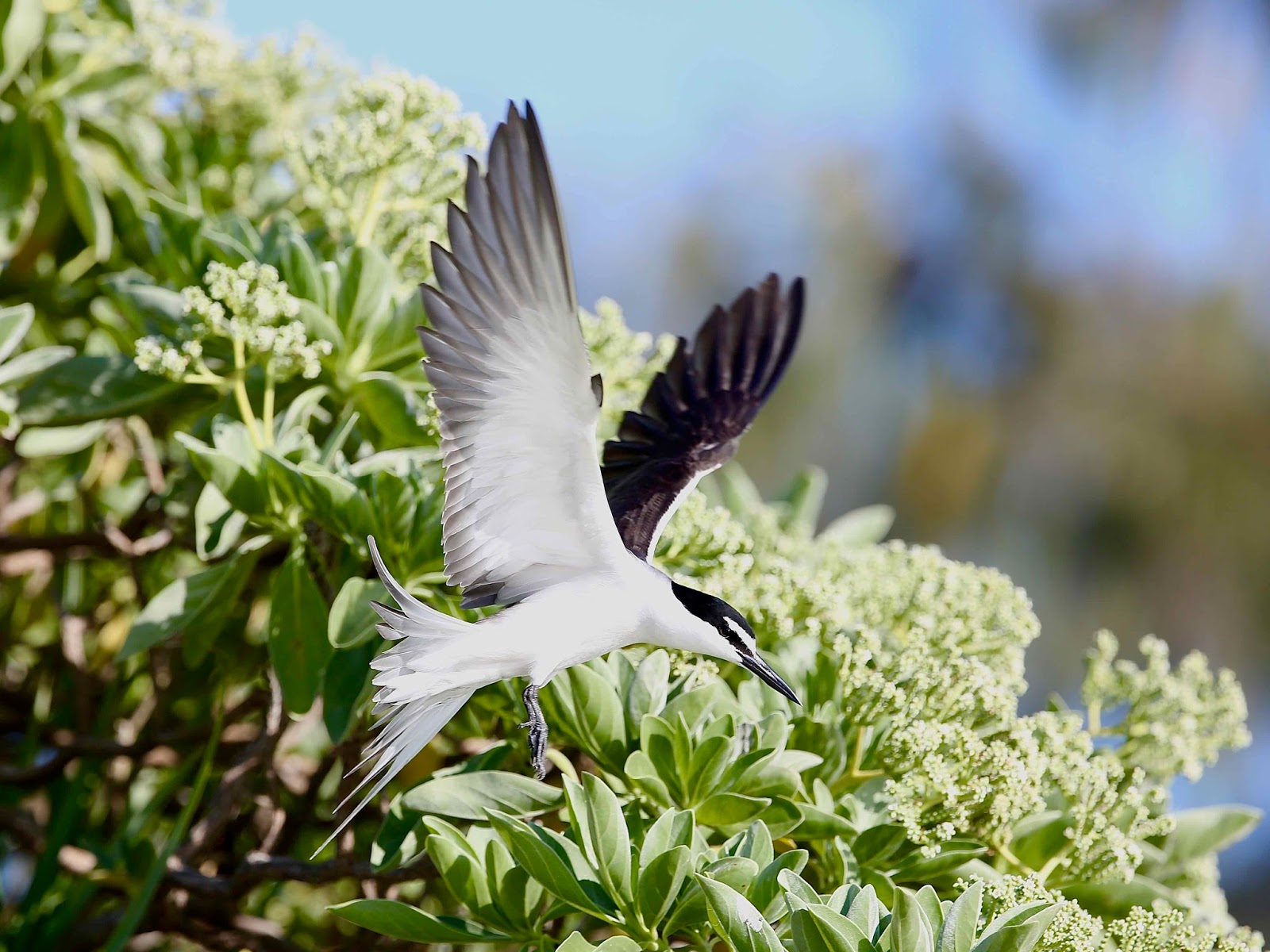 Avithera: Coral Cay Island Birds – Great Barrier Reef – Part 3 Terns