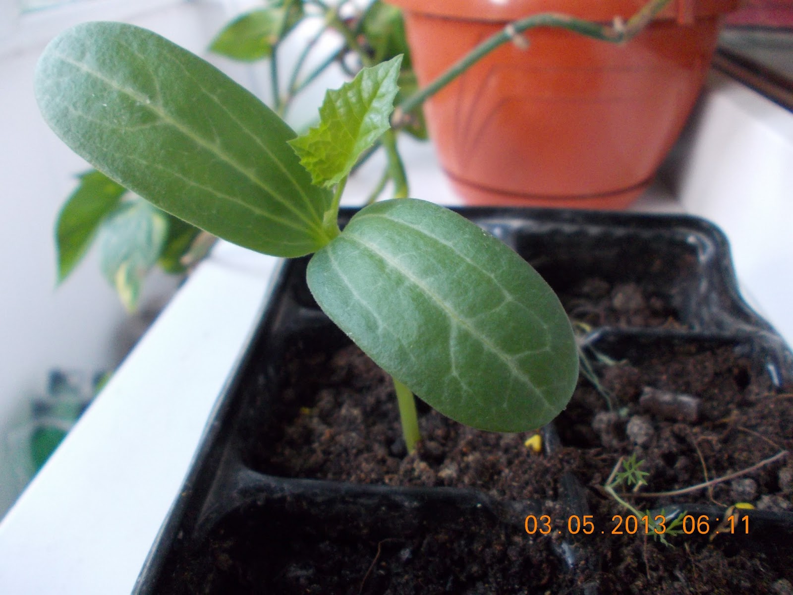 Castravetii - Grădina Mirelei