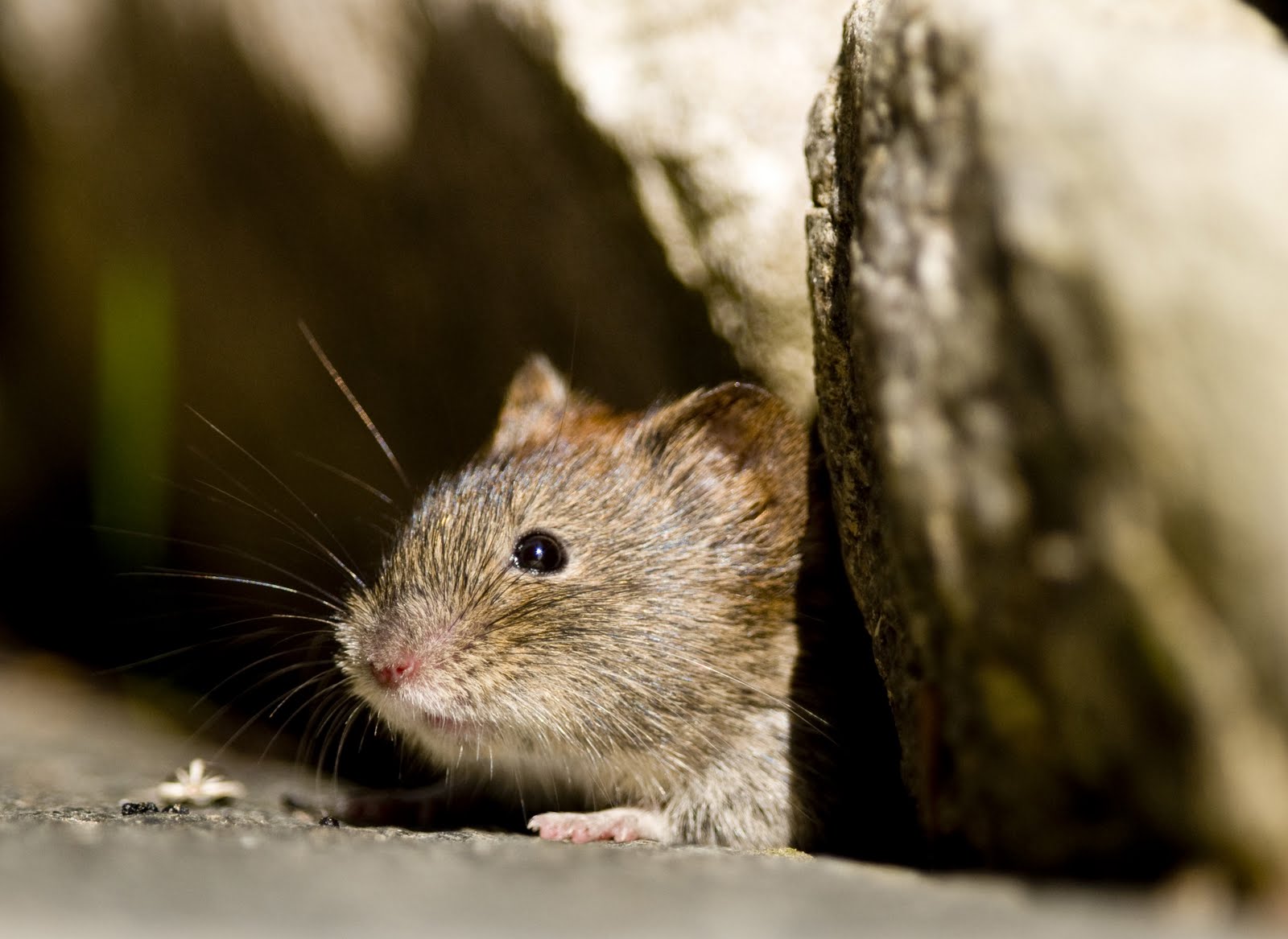 Naturarkivet: Klatremus