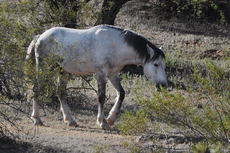 Where in the World are Blanche & Lucy ???: The Wild Horses of Arizona