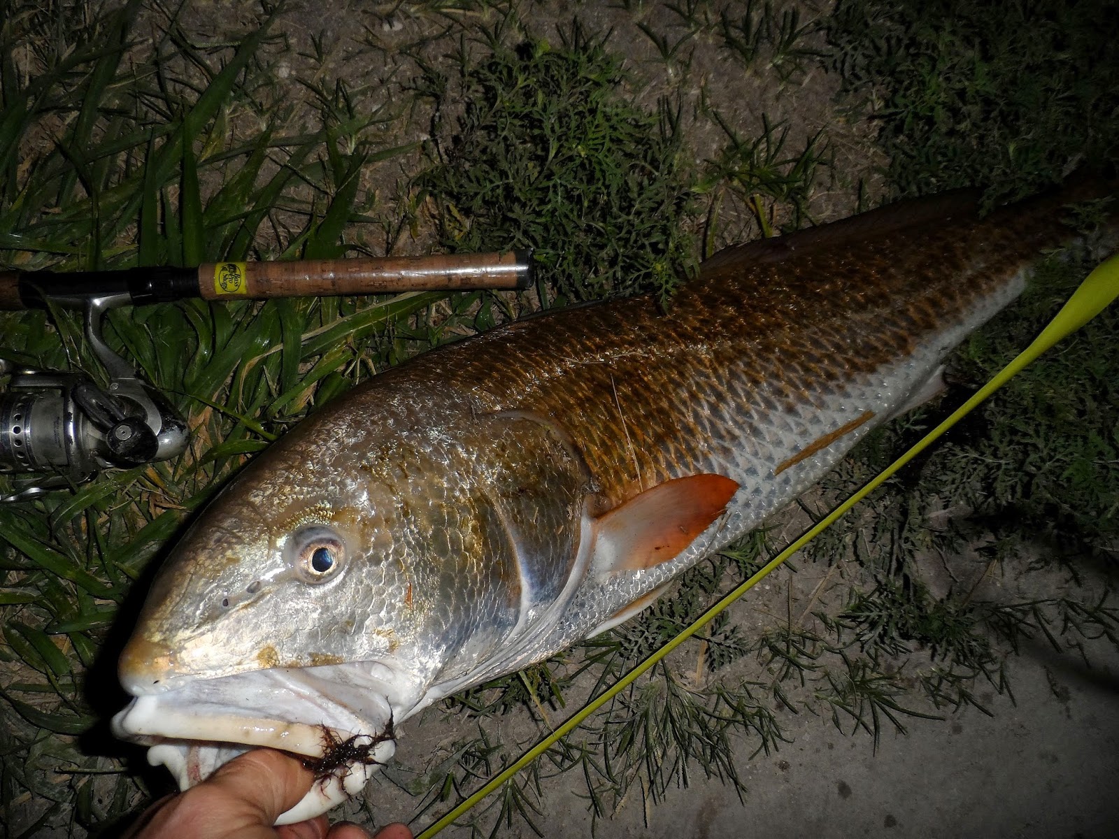 Mosquito Lagoon & Indian River Fishing: Bull Redfish In The Marsh