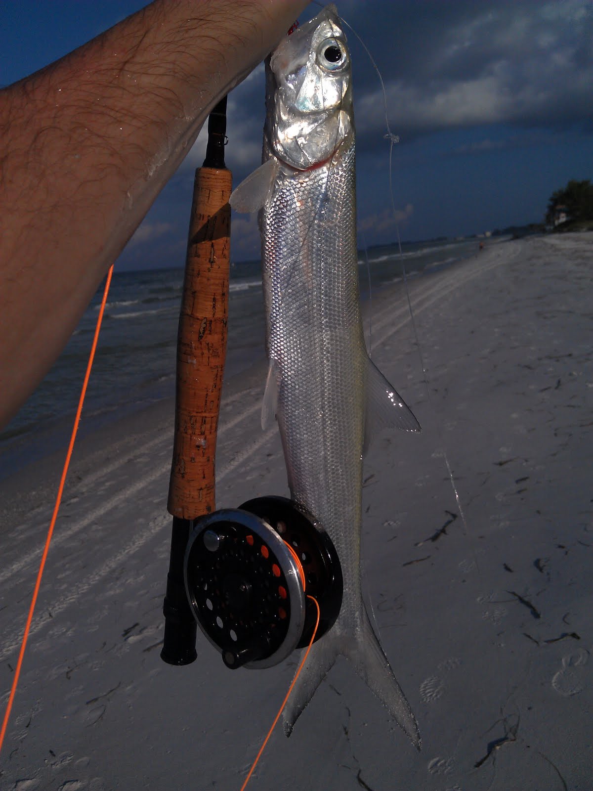 A Year On The Fly: More Florida Surf Fishing