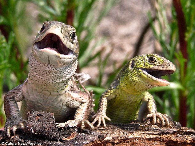 Pakistani News: Lizards In Love