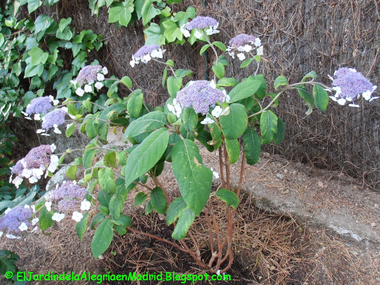 El jardín de la alegría : Poda de la Hortensia de terciopelo (Hydrangea ...