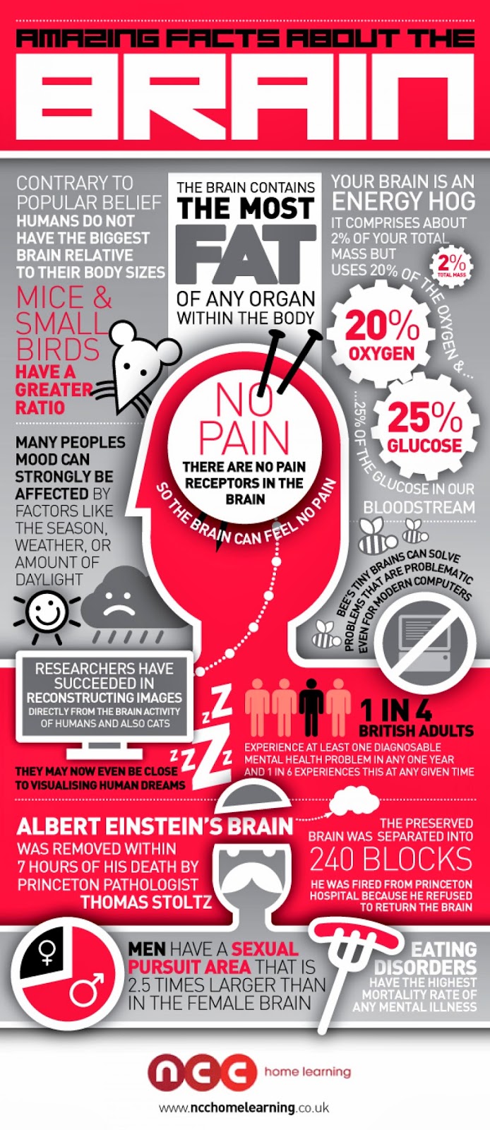 Infographic: Brain Compilation - Science in the City