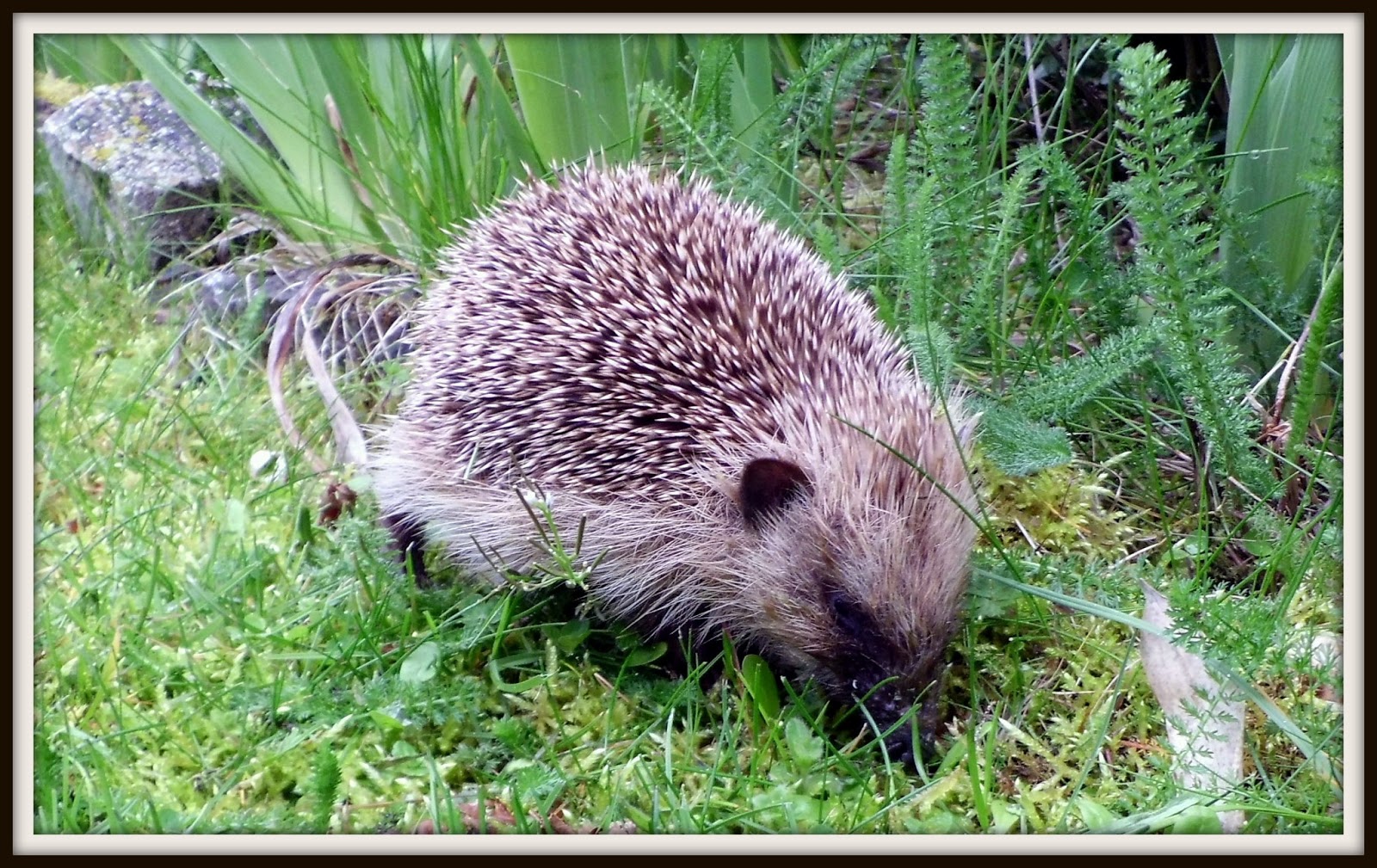 Dans mon jardin ... et ailleurs: Mignon petit hérisson
