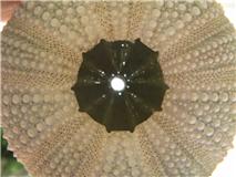 'And so the story goes...': K is for Kina