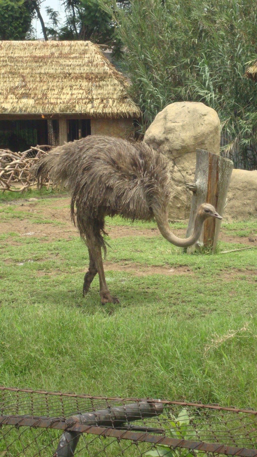 Clase de biolo: Avestruz