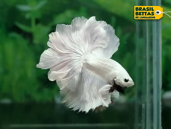 Brasil Bettas de Linhagens: Betta Rose Tail