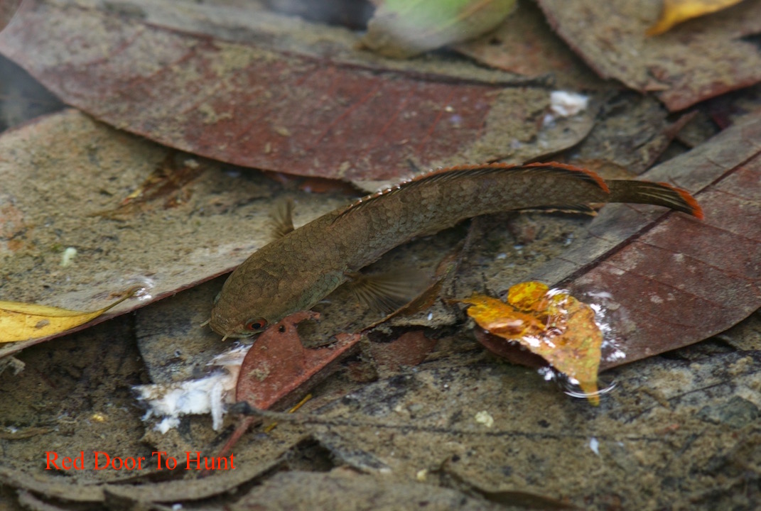 RED Door To Hunt: Sebahagian Spesies Ikan Paya Air Tawar Di Selangor