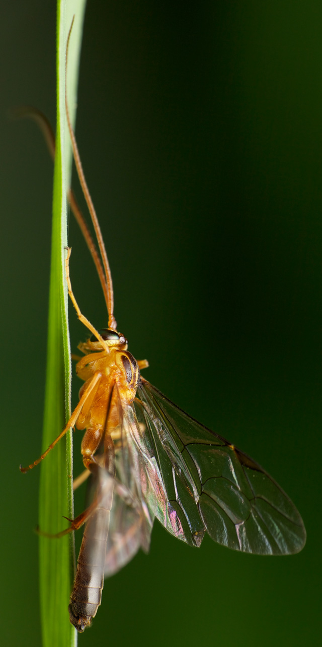 ムシをデザインしたのはダレ？: ハバチヤドリヒメバチ亜科 Netelia (Bessobates) sp.