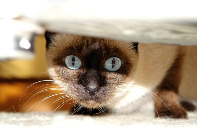 Understanding Fear, Stress and Anxiety in Cats | Australian Cat Lover