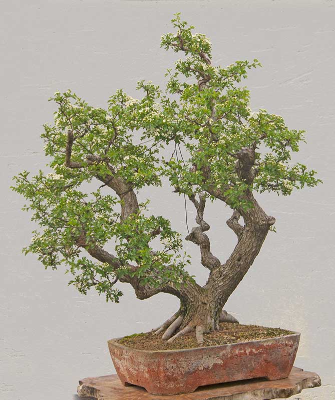 Walter Pall Bonsai Adventures: European hawthorn #6