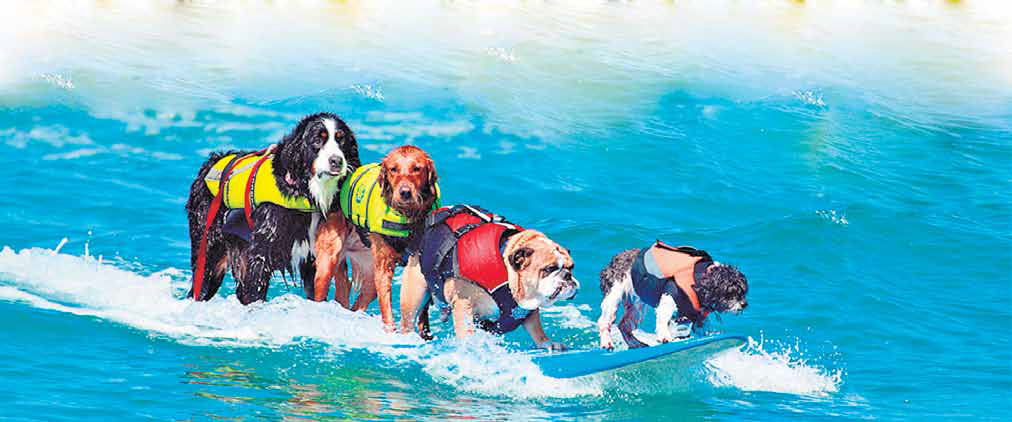 Dog Surfing Coach: Teaching surfing to Man's best friend | Weird Jobs