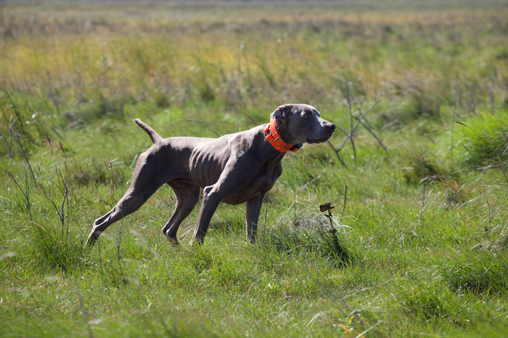 Pointing Dog Blog: Breed of the Week: The Weimaraner Part 3