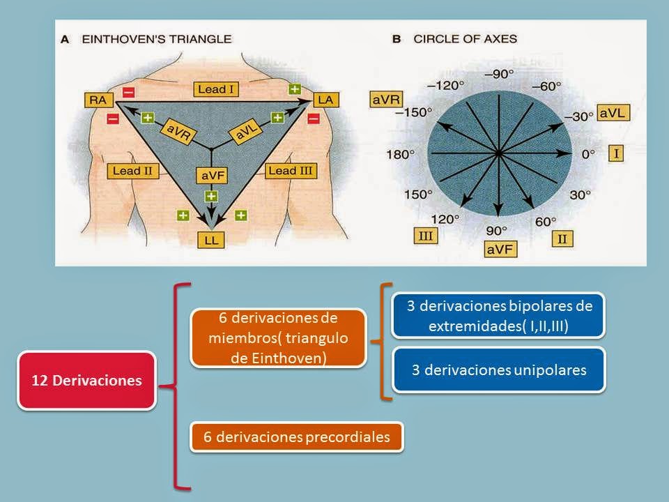 Blog de Fisiología, UAS, Valeria Medel García : COMPONENTES DEL EKG
