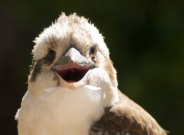 Laughing Kookaburra | The Life of Animals
