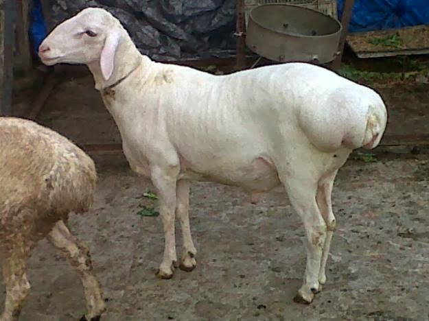 All 4u HD Wallpaper Free Download : Dumba Eid Qurbani Wallpapers Free ...