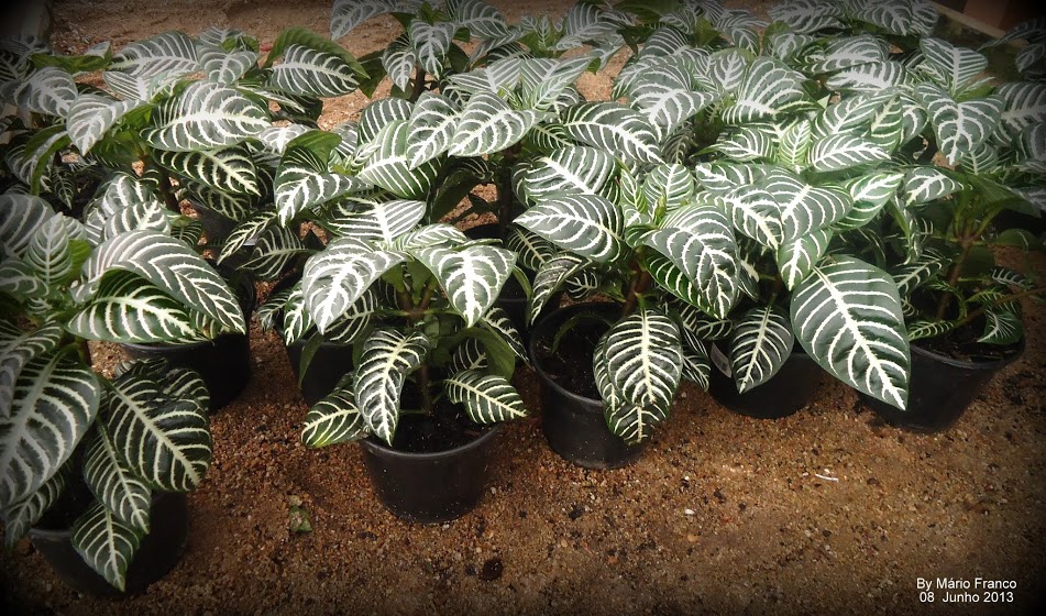 Meu Cantinho Verde: AFELANDRA, AFELANDRA-ZEBRA, ESPIGA-DOURADA ...