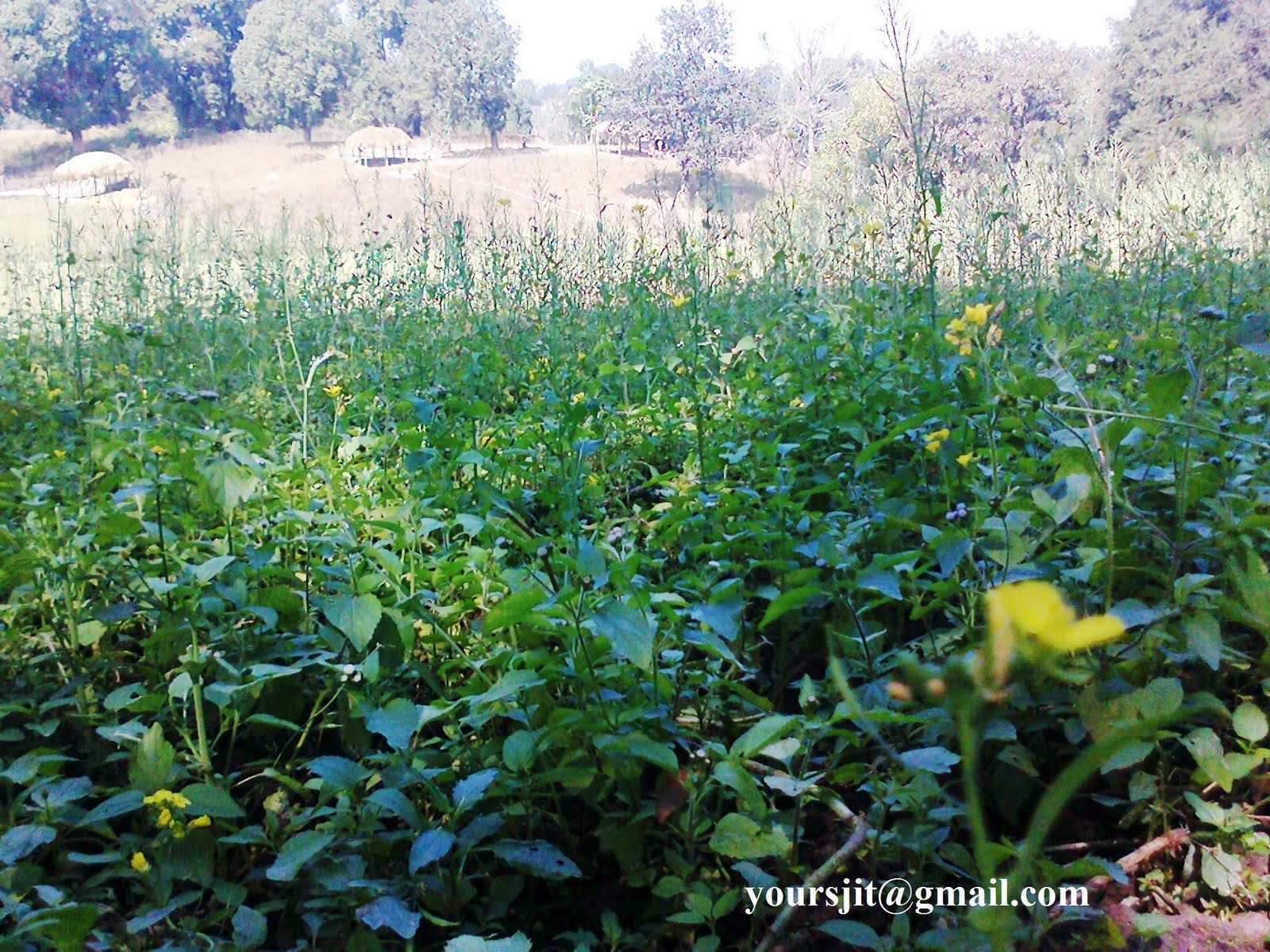 Goriyapal The Tribal Village ~ Quest Chhattisgarh: Nature, Facts ...