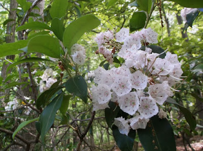 [Liste] Kalmia Keepsake Mountain Laurel