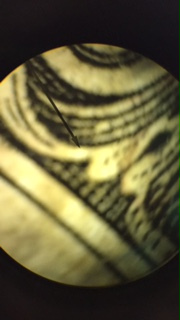 Zack's Biology Blogs: Money Under a Microscope