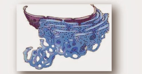 Pengertian Retikulum Endoplasma (RE) | Pustaka Pandani