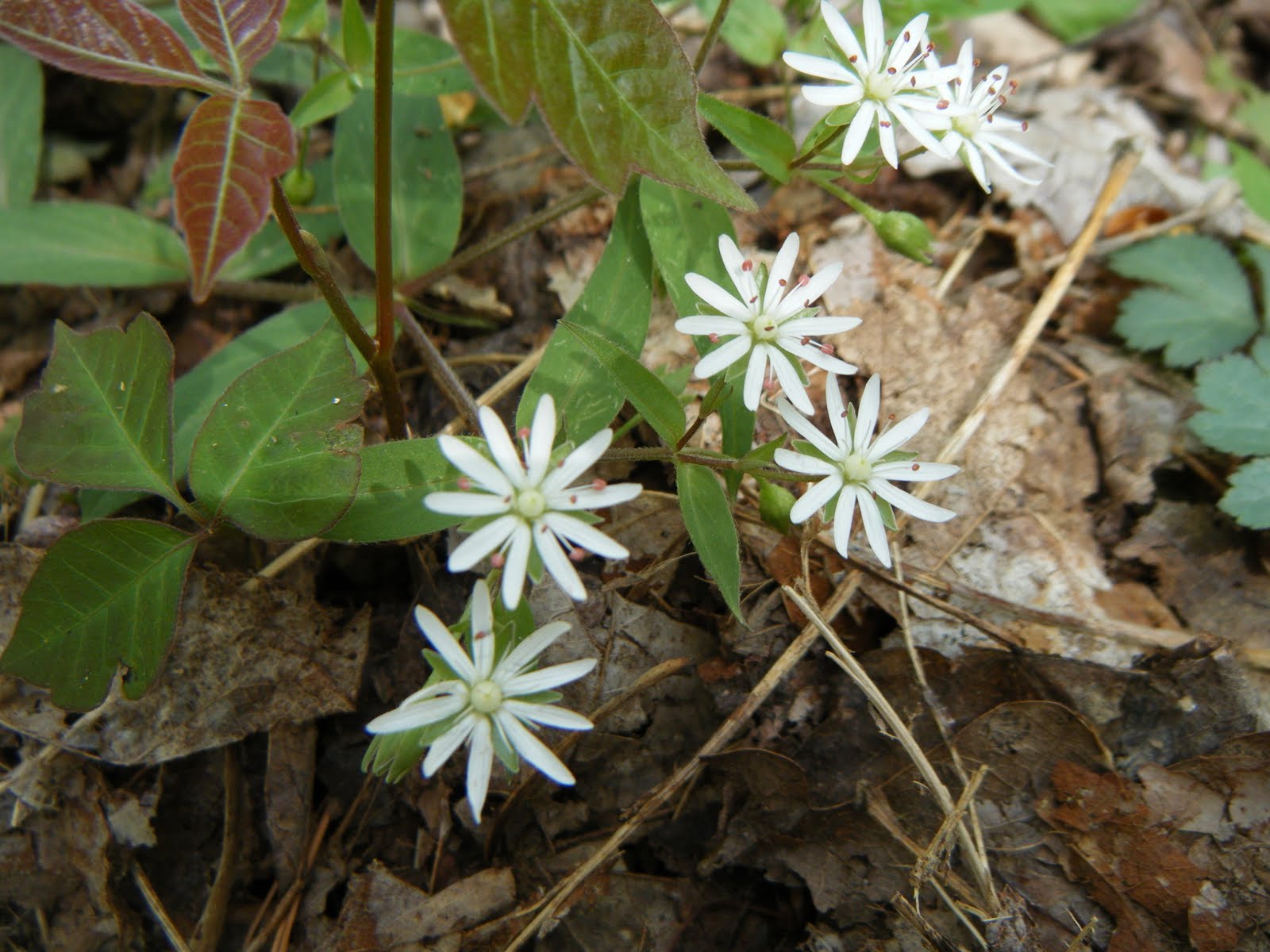 The Botanical Hiker: Tasty Trail Treats- Catbrier, Violet, and Star ...