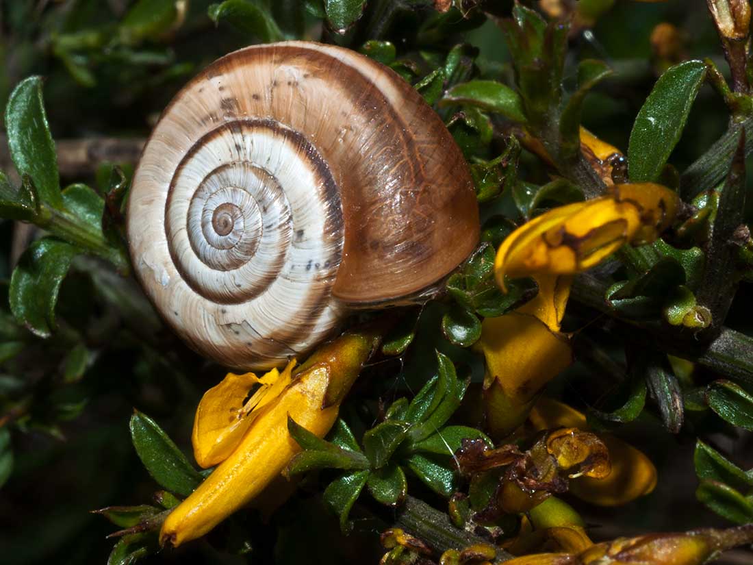 MIS VISTAS DEL MUNDO: Caracoles