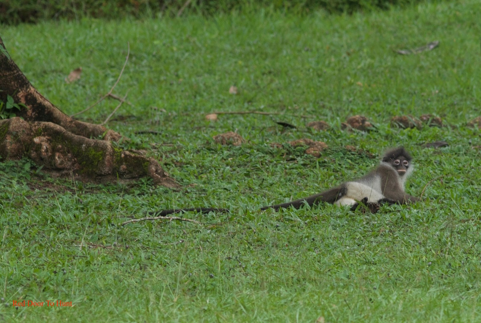RED Door To Hunt: Lotong Chenekeh ~ White-thighted Surili ~ Presbytis ...