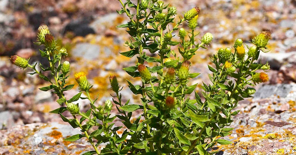 De Todo Un Poco... Naturalmente: Té de roca (Jasonia glutinosa)