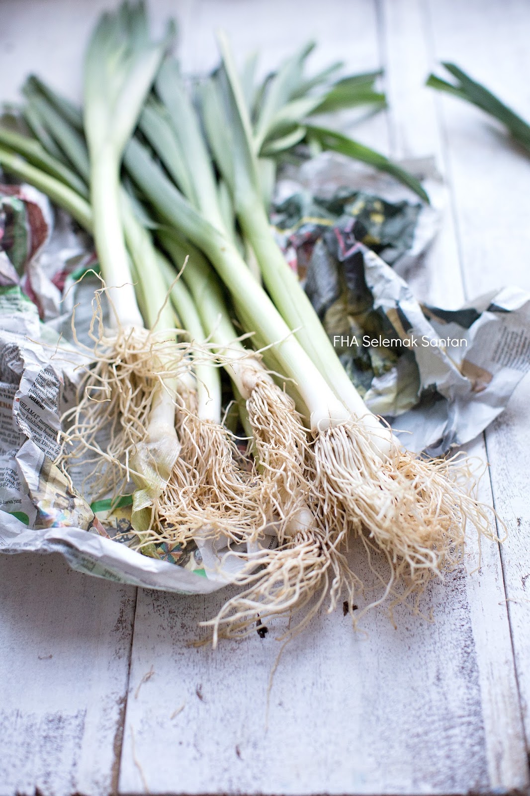 CHINESE LEEK ... Sudut Photography - FHA Selemak Santan