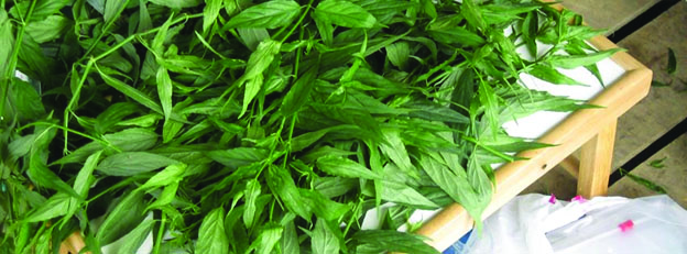 Organic Herbal Tea: Nutan Tea