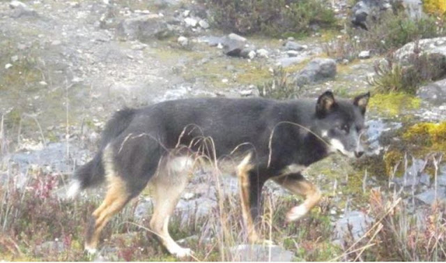 Dingo & Dingiso, Hewan Papua yang Jarang Orang Lihat | RASUDO FM DOGIYAI