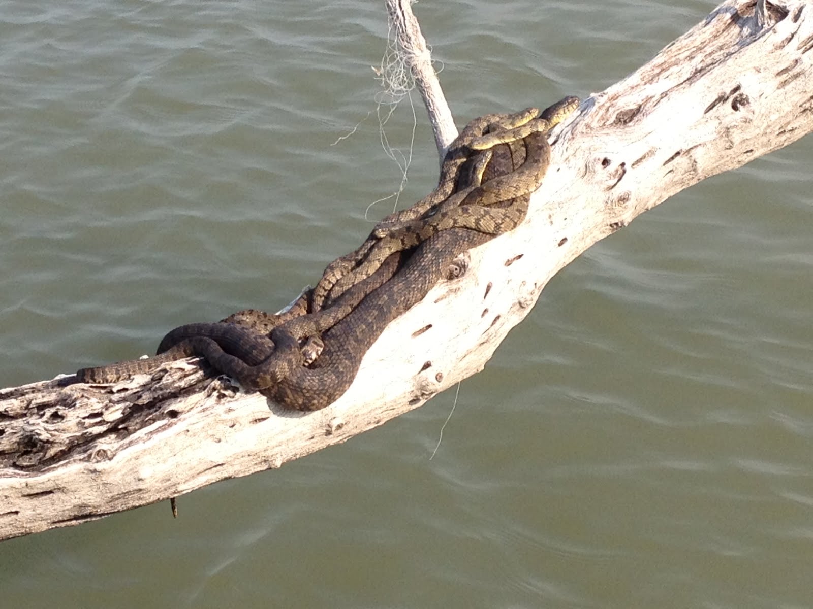 Riverwalker's Pics - Snakes on a Stick | Self-Sufficiency | Before It's ...