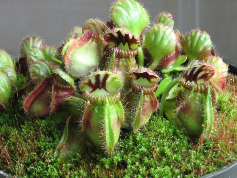 Green Eaters: Cephalotus Follicularis
