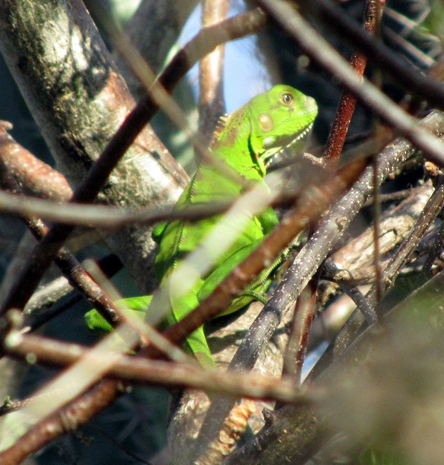 Hiking Curaçao - Flora and Fauna: Iguana - Leguaan