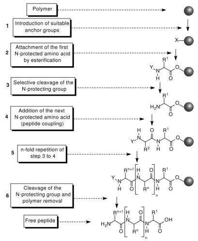 Peptide Synthesis: Solid Phase Peptide Synthesis(SPPS) - Pepmic Co., Ltd