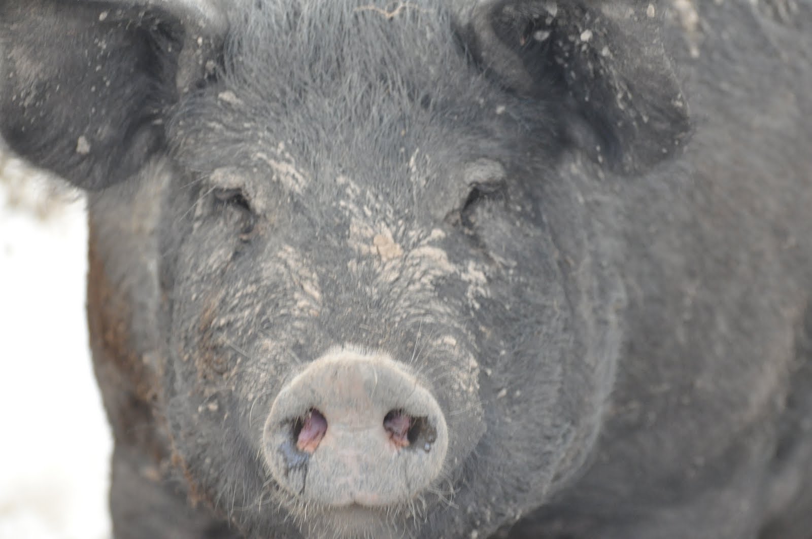 Historic Pelham: The Ornery Wild Hogs of Huckleberry Island Off the ...