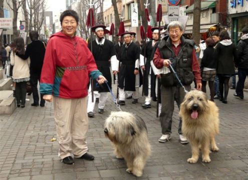 LP DOG: Cães da raça Sapsali, você conhece?