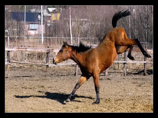 French Vocabulary Illustrated: ruade