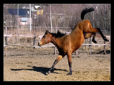 French Vocabulary Illustrated: ruade