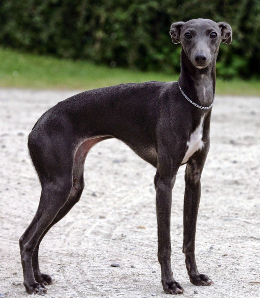 EL GALGO: Las razas de galgos