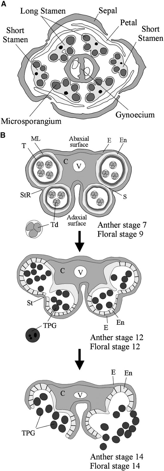nur aini: Perkembangan mikrosporangium dan mikrospora pada Angiospremae..