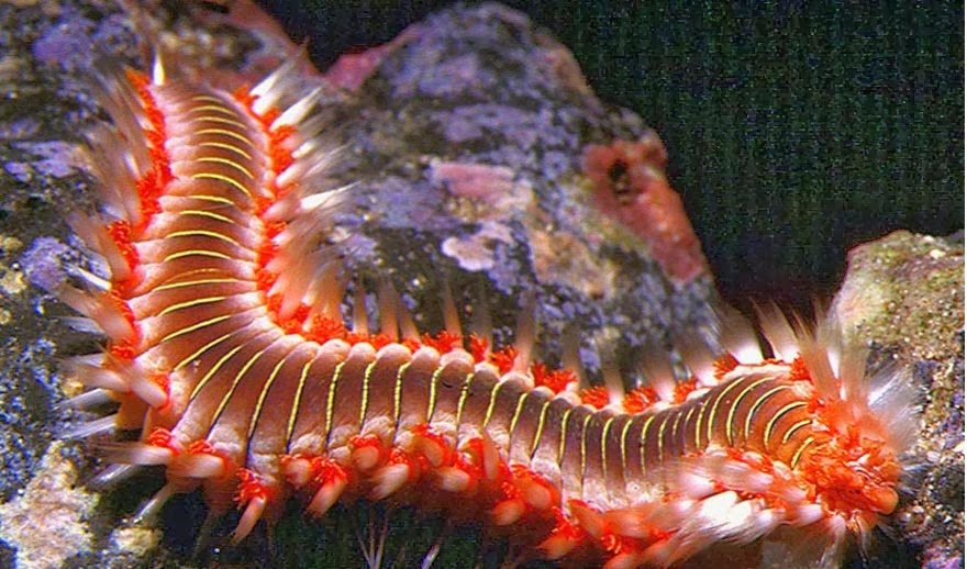 Mundo Oceanico: Gusano de fuego