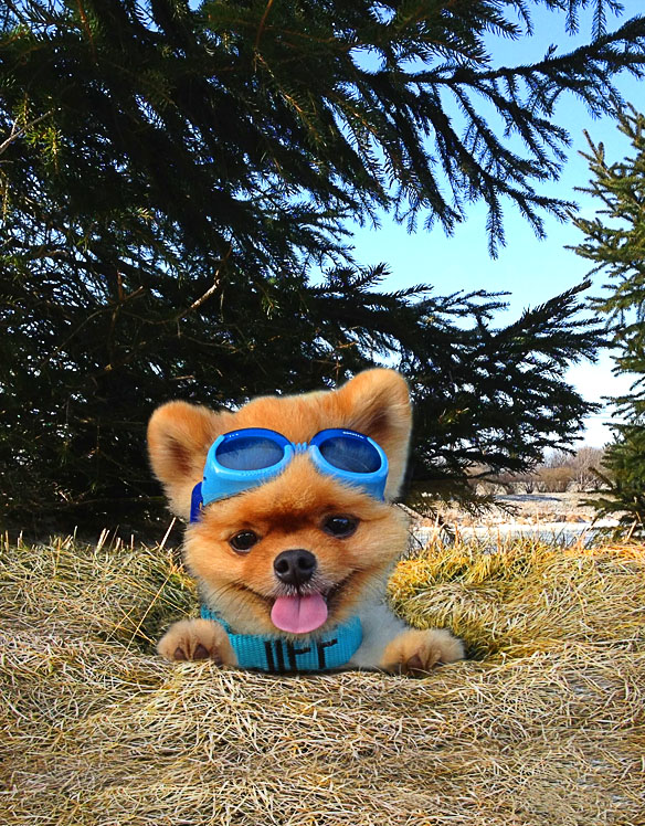 VIRAL VIDEO: Pom Pom DOG “RUNS” Wild on the Streets! | BOLD and UNUSUAL ...